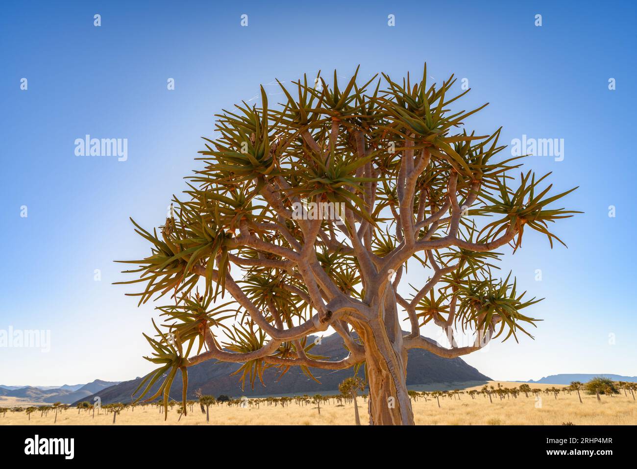 The Quiver Tree Stock Photo - Alamy