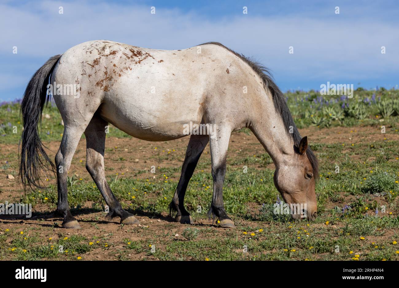 Wild Horses in the Pryor Mountains Wild Horse Range Montana in Summer ...