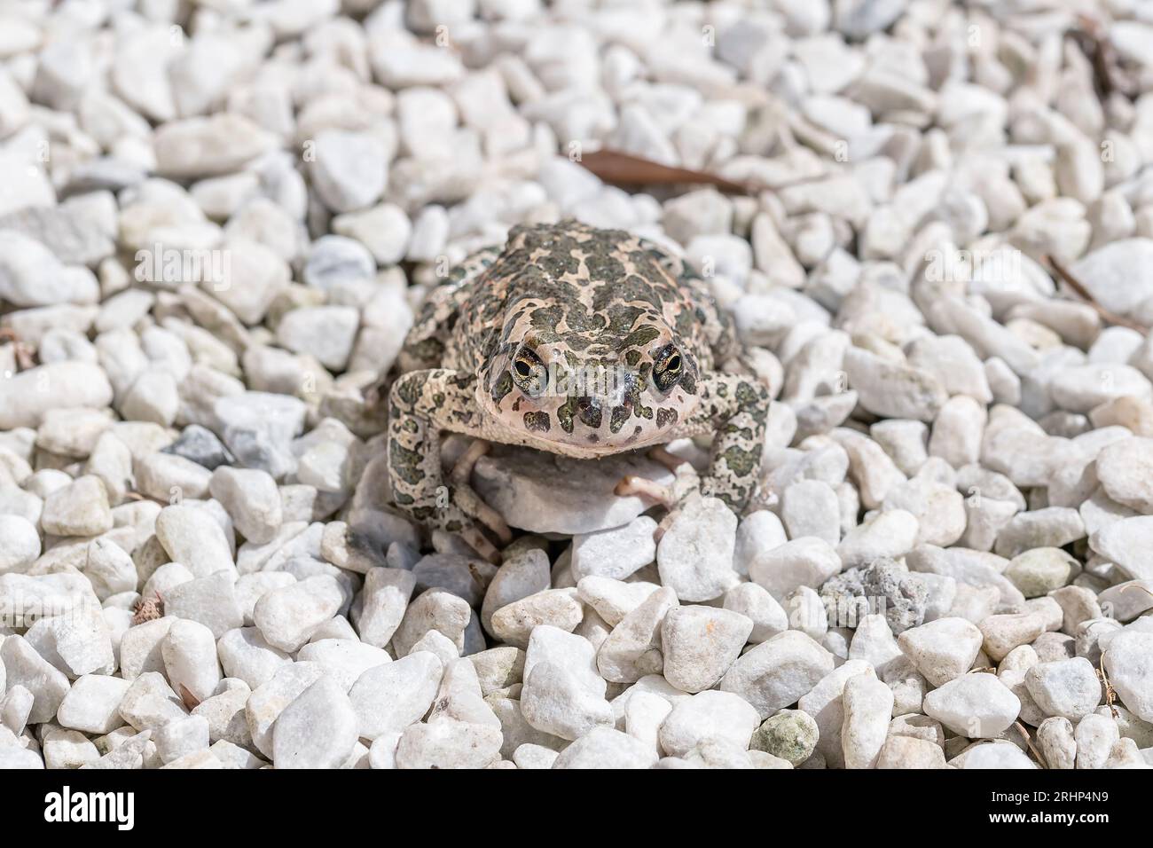 A green toad Bufotes Viridis on white gravel in the summer sunshine ...