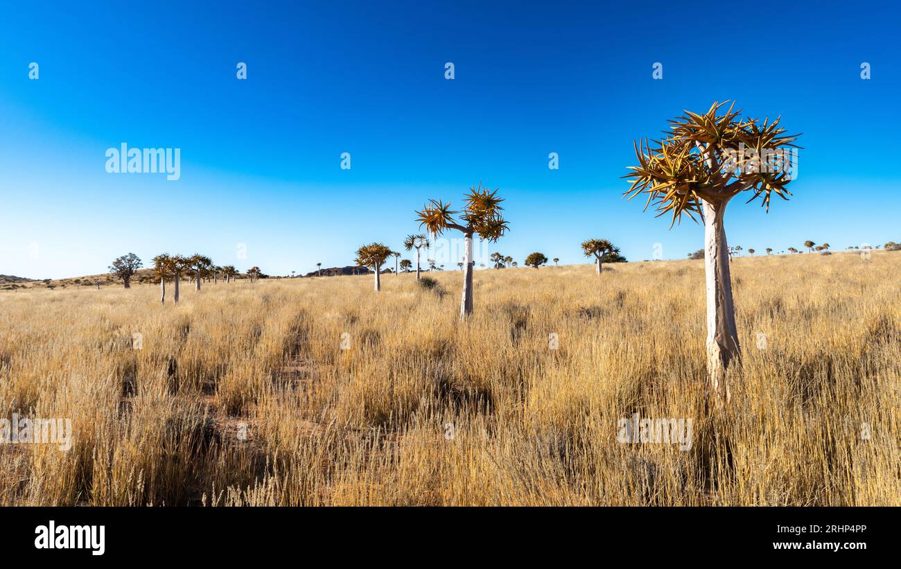 The Quiver Tree Stock Photo - Alamy