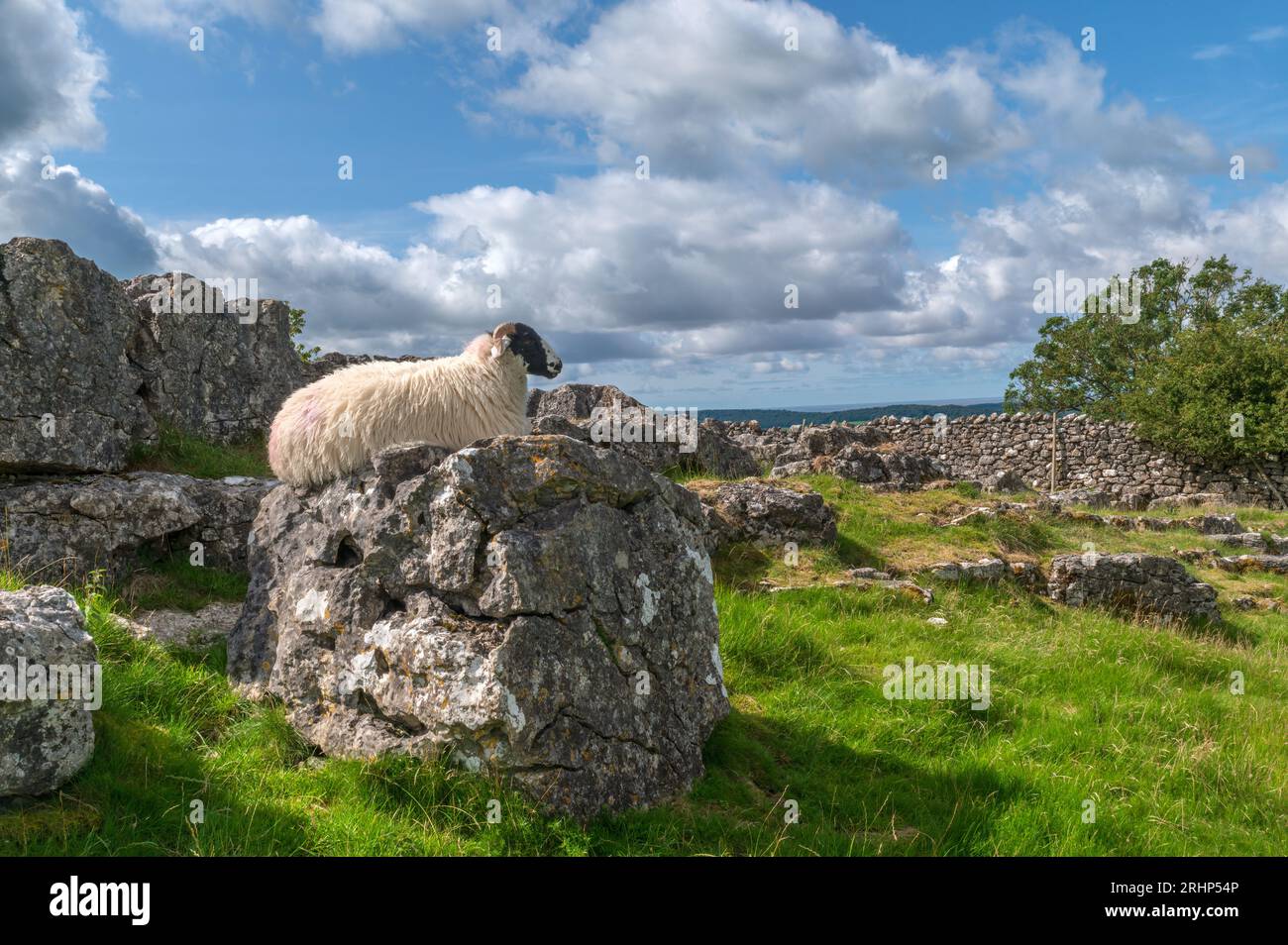 Limestone wall kendal hi-res stock photography and images - Alamy