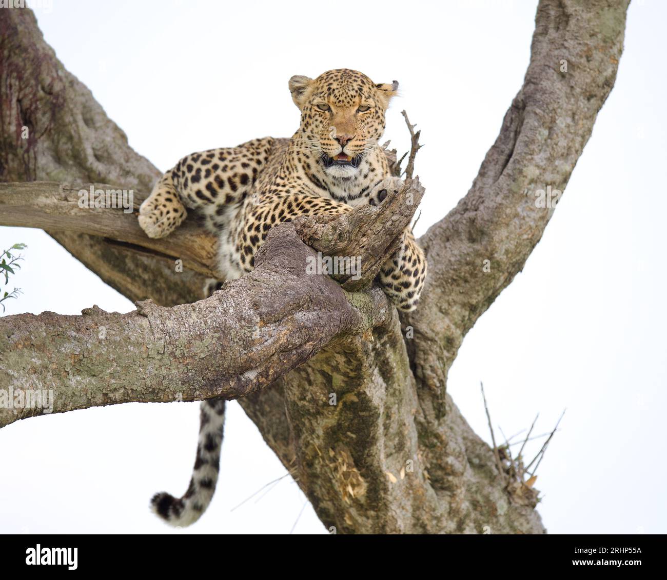 African wildlife heritage hi-res stock photography and images - Alamy