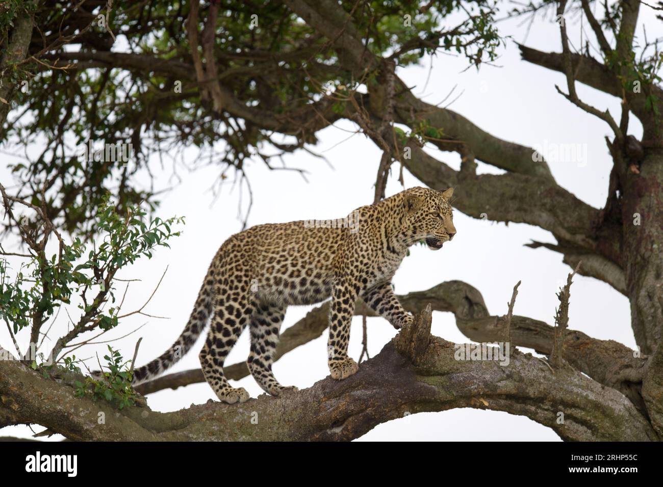 African wildlife heritage hi-res stock photography and images - Alamy