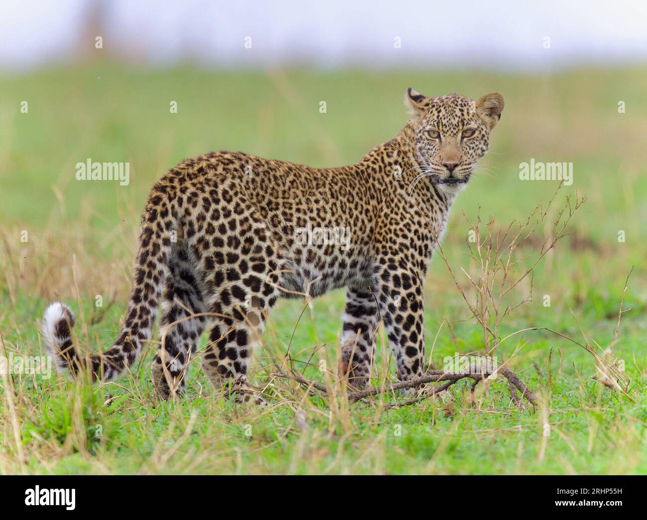 African wildlife heritage hi-res stock photography and images - Alamy
