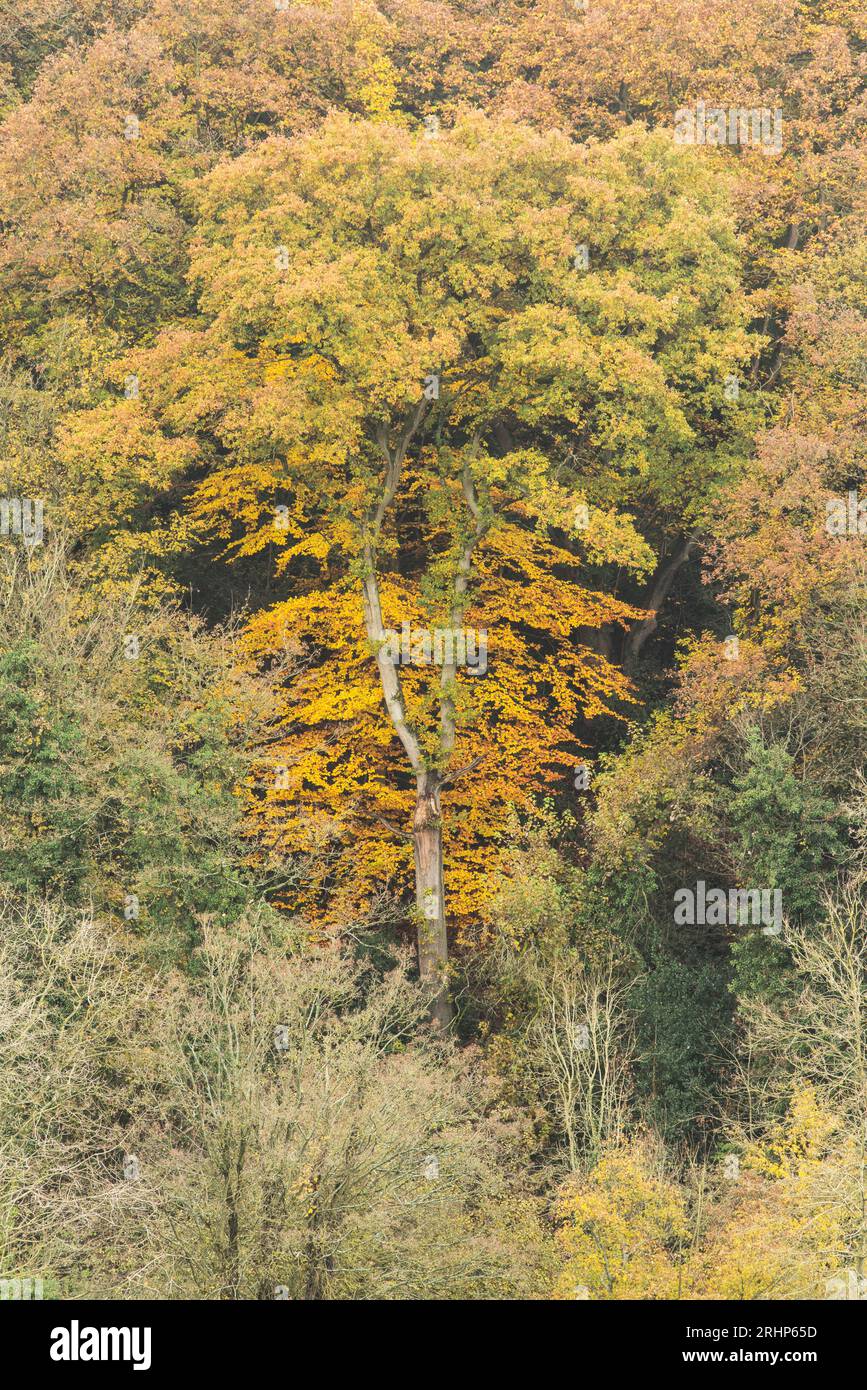 Natural, deciduous woodland growing on the steep slopes of the ...