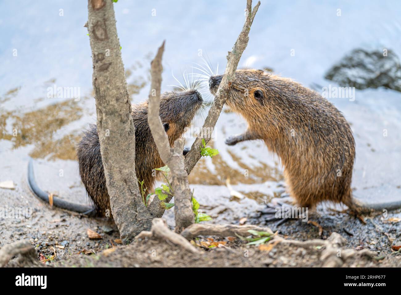 Nutria playing on river hi-res stock photography and images - Alamy
