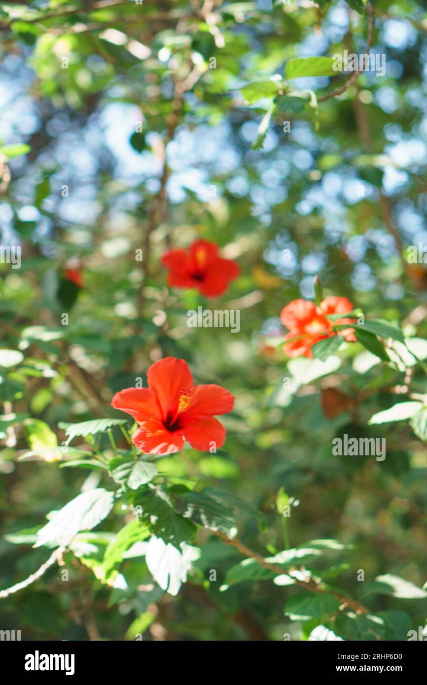Three red hibiscus flowers blooming on a bush, with hard light Stock ...