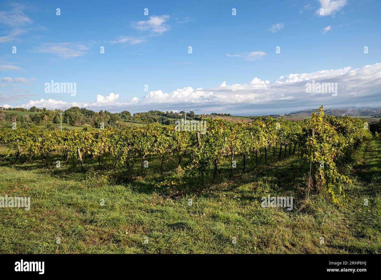 Italy - Grape Harvest Stock Photo - Alamy