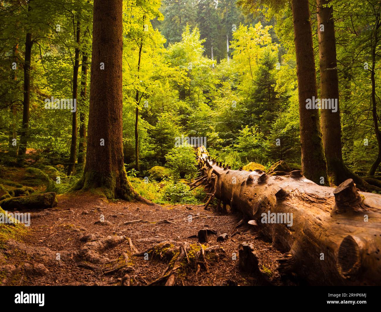 Long tree hi-res stock photography and images - Alamy
