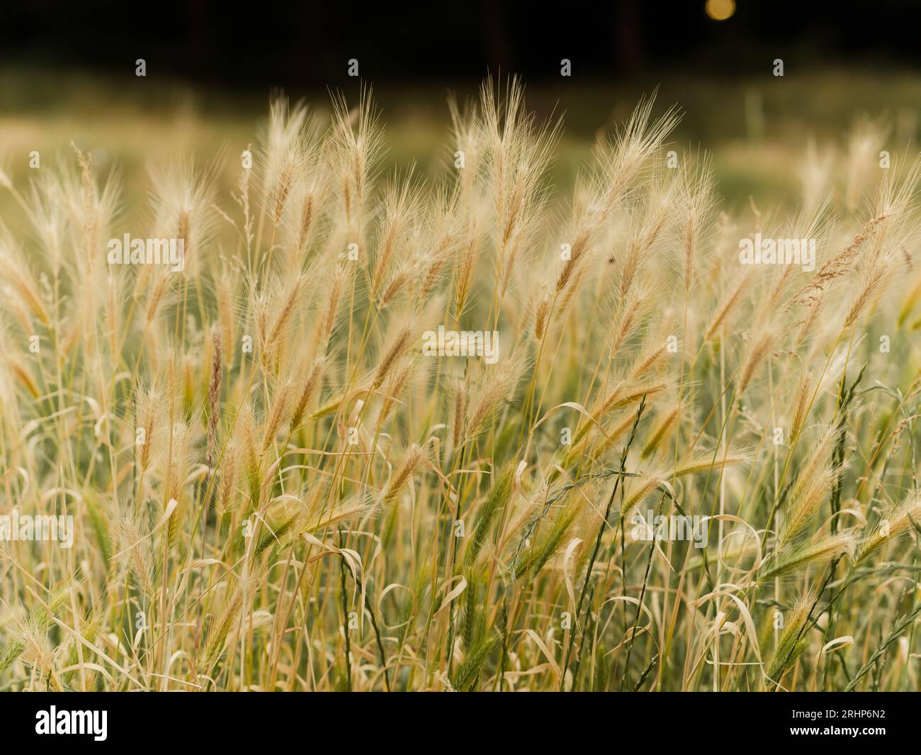 Field plants background hi-res stock photography and images - Alamy