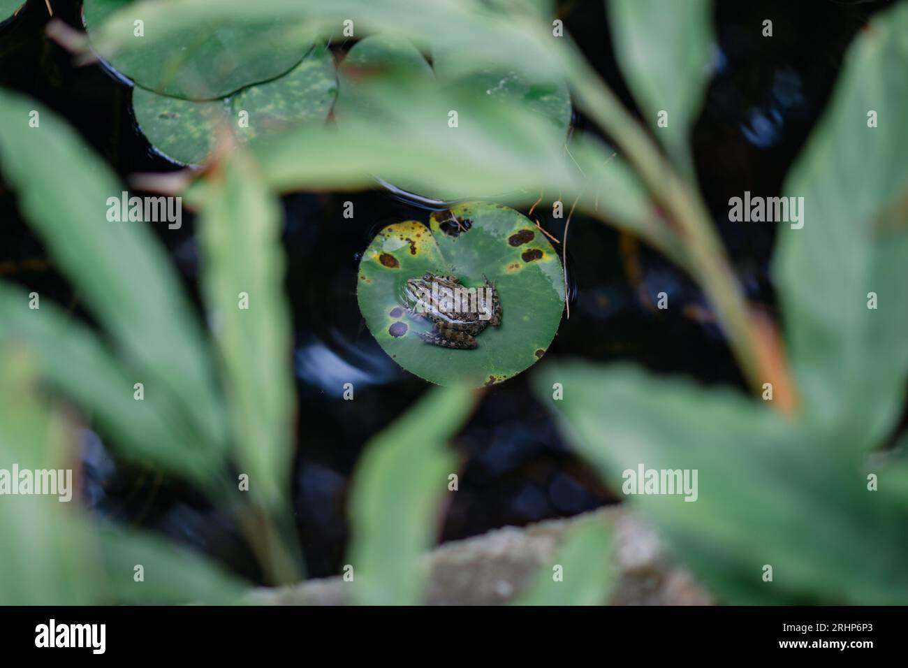 Upside view of a frog sitting on a water leaf floating on a pond ...