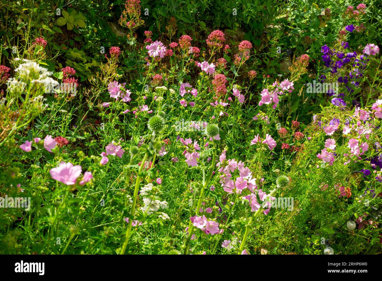 Cottage garden with border plants including mallow or malva and ...