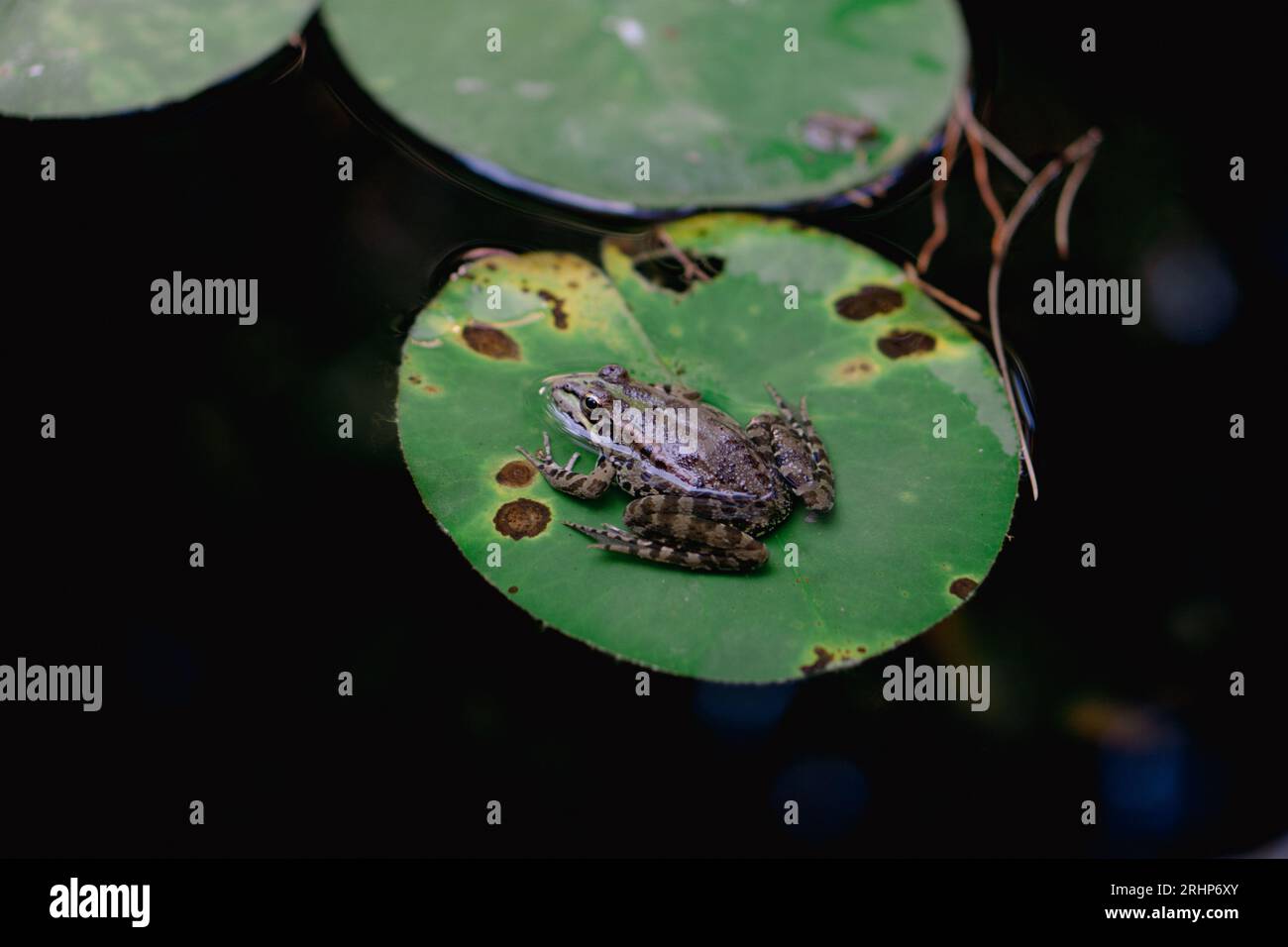 Upside view of a frog sitting on a water leaf floating on a pond Stock ...