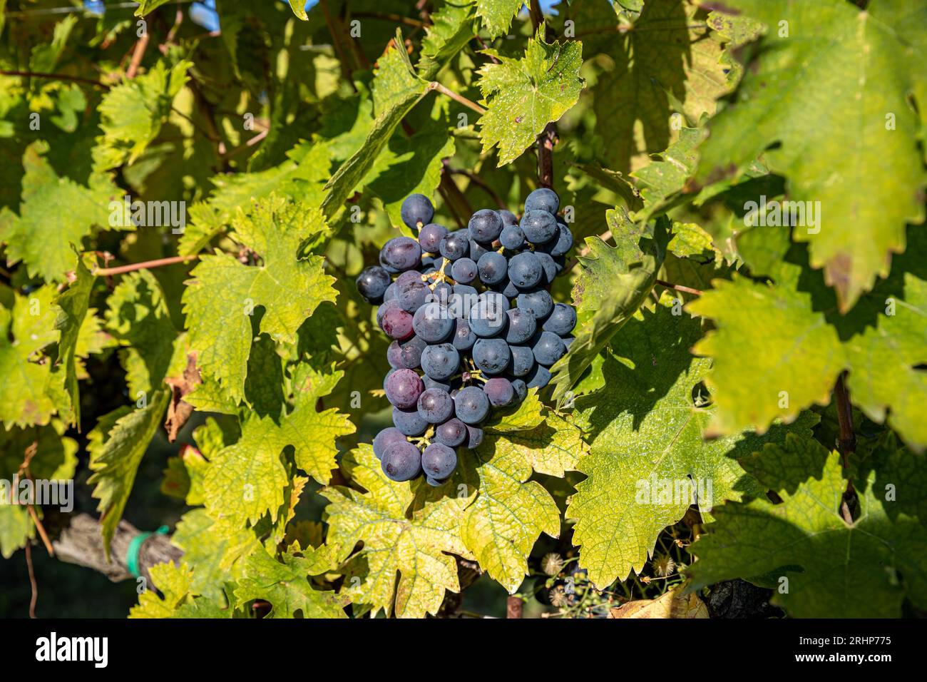 Italy - Grape Harvest Stock Photo - Alamy