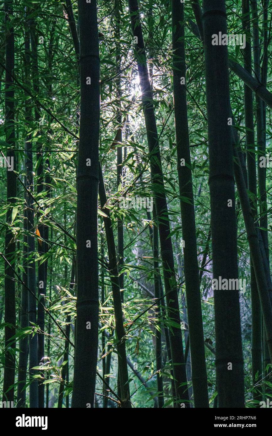 Bamboo forest seen from the inside, with long wide canes groing several ...