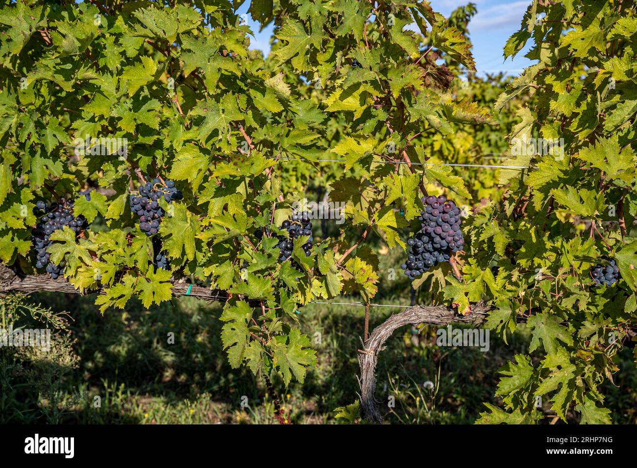 Italy grape hi-res stock photography and images - Alamy