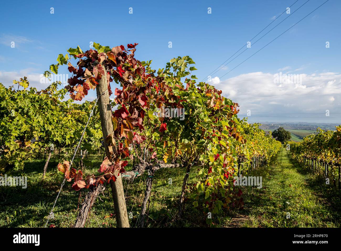 Italy - Grape Harvest Stock Photo - Alamy