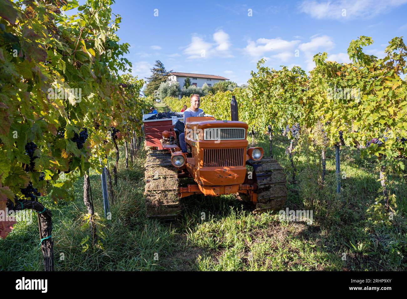 Italy - Grape Harvest Stock Photo - Alamy