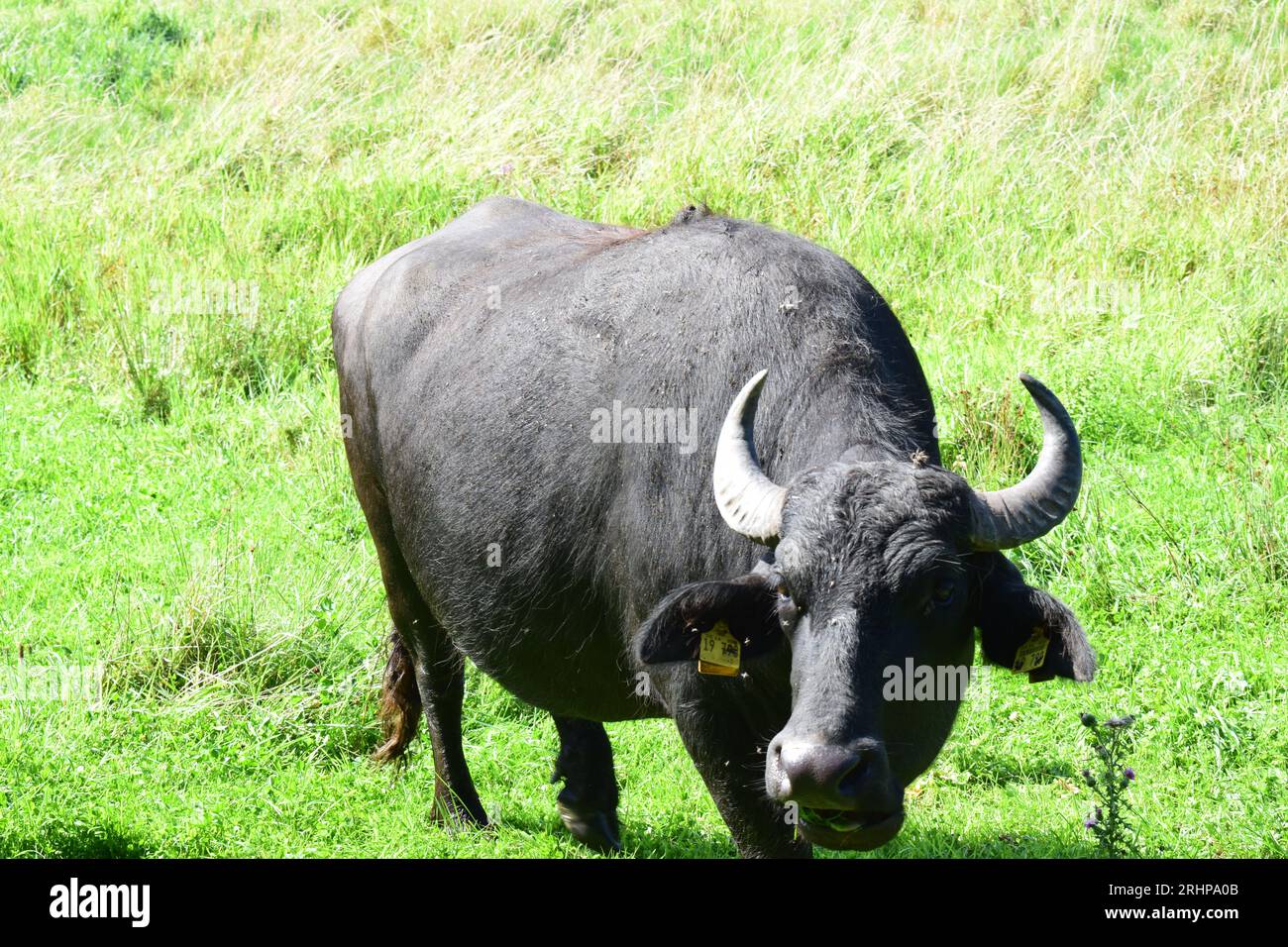 water buffalo herd Stock Photo - Alamy