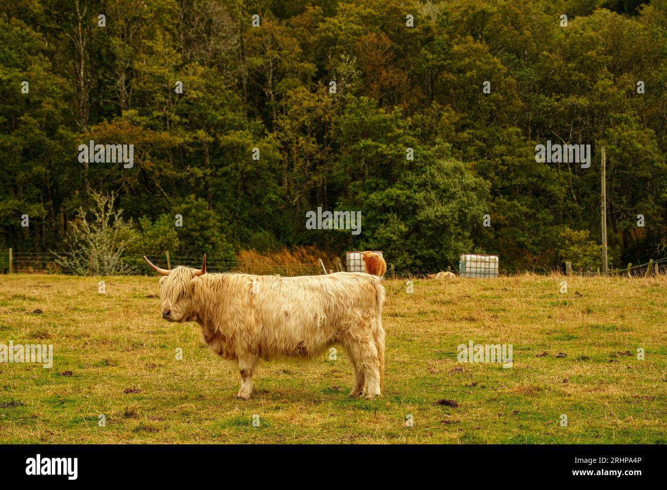 Side view of white highland cattle grazing in the field in Scotland ...