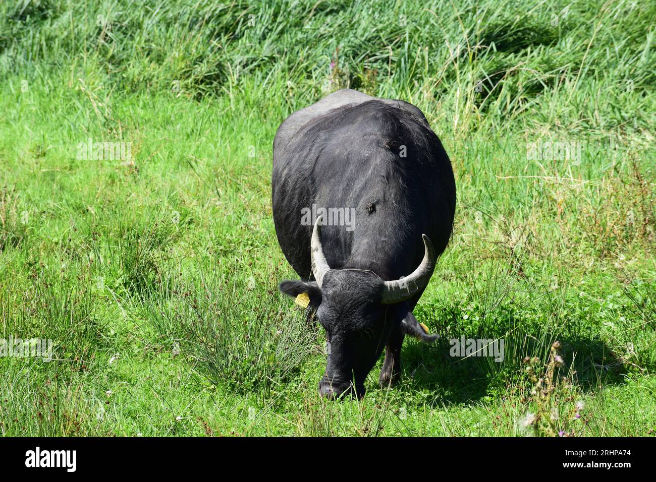 water buffalo herd Stock Photo - Alamy