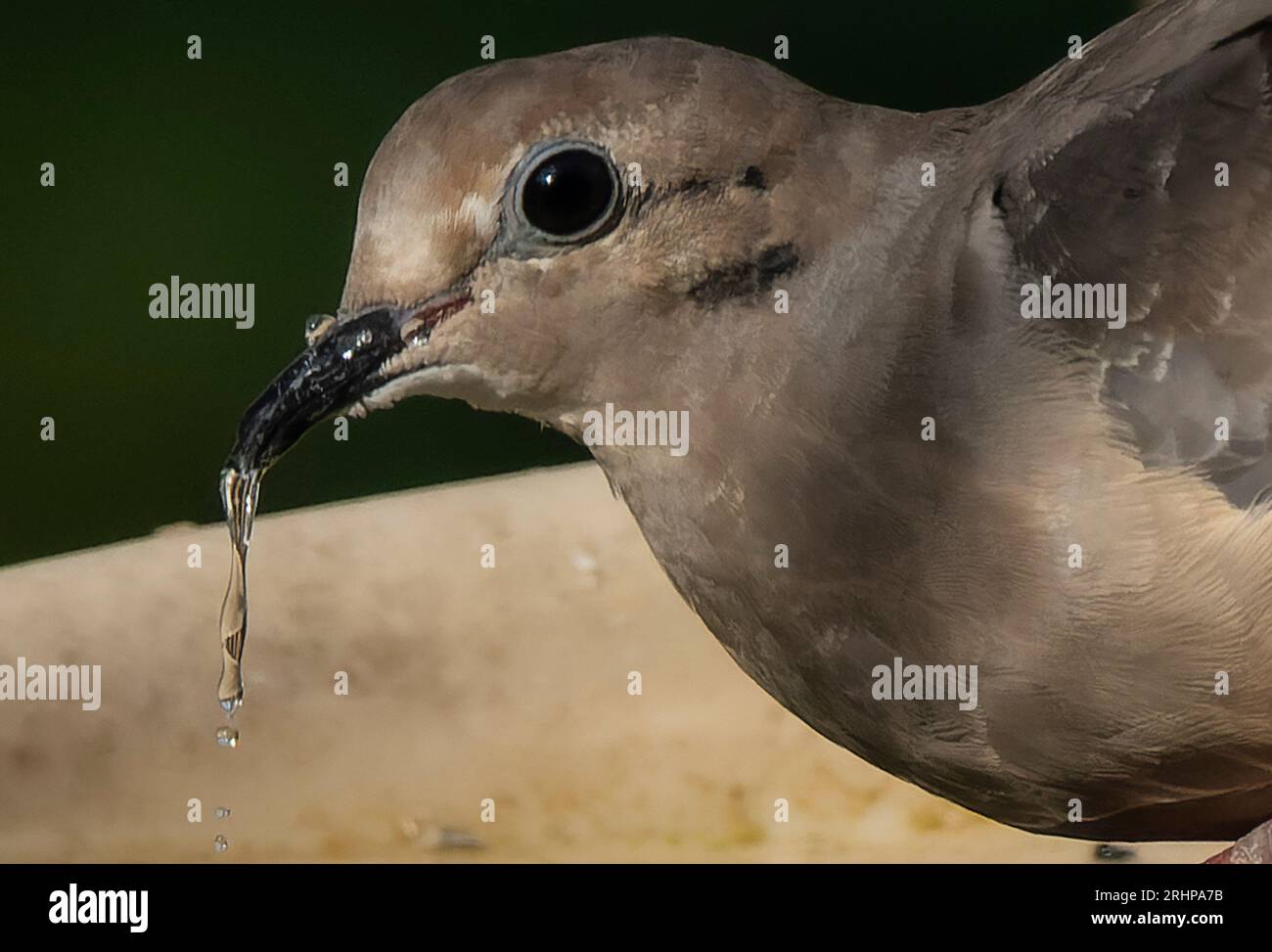 Wet mourning dove hi-res stock photography and images - Alamy