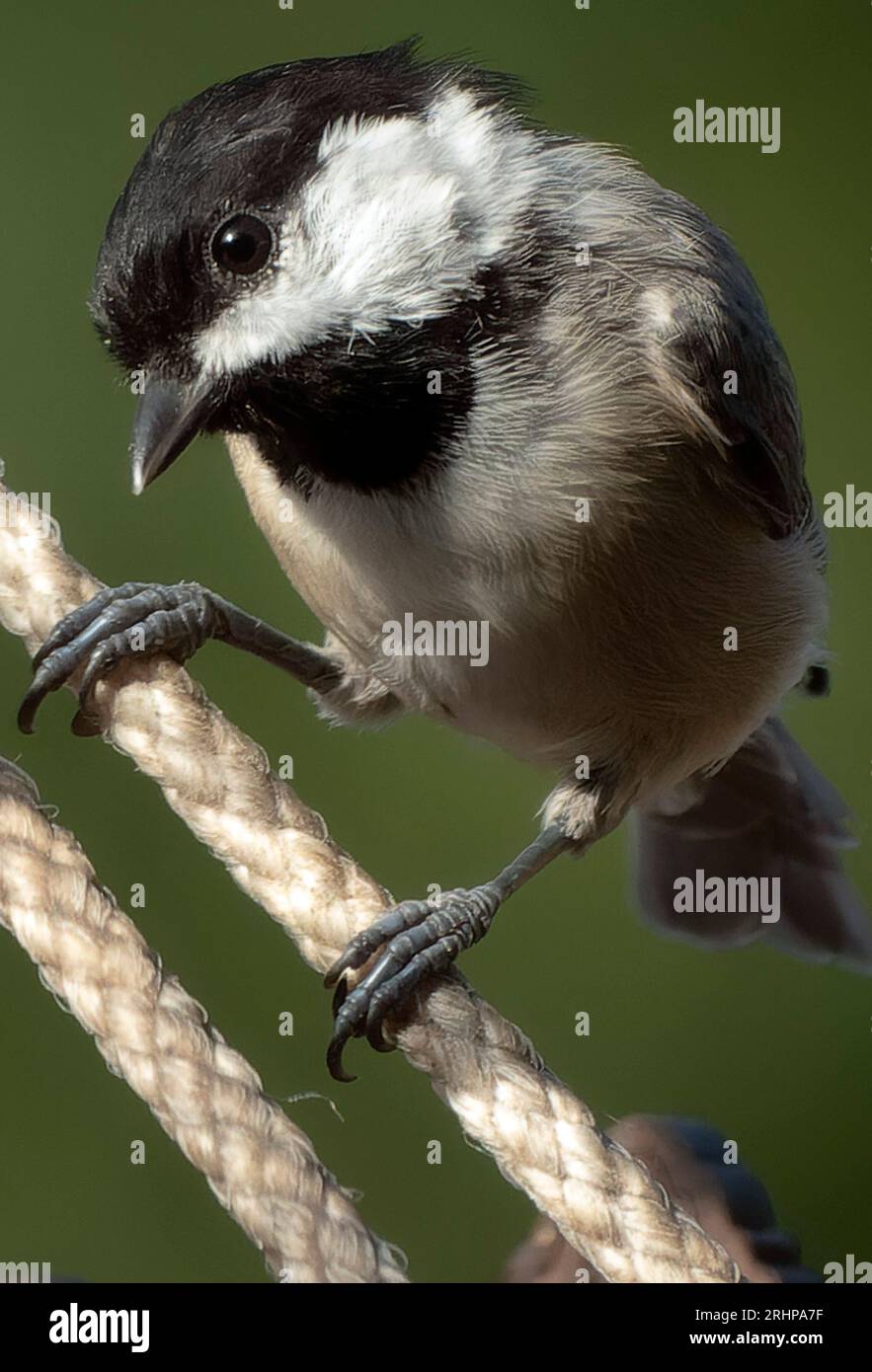 Black-Capped Chickadee on a high perch Stock Photo - Alamy