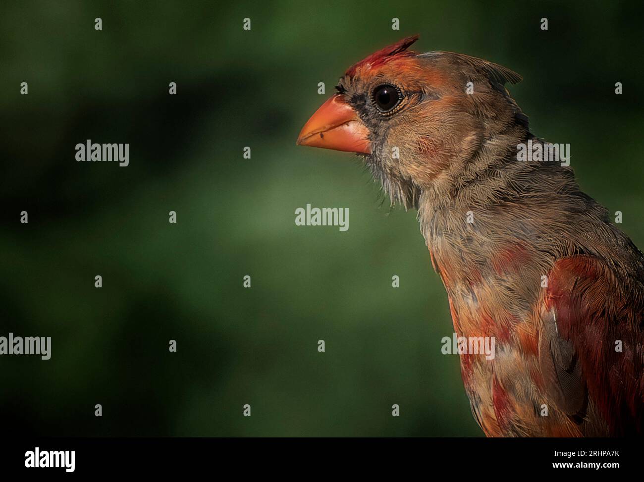 A Northern Cardinal in the late afternoon light Stock Photo - Alamy