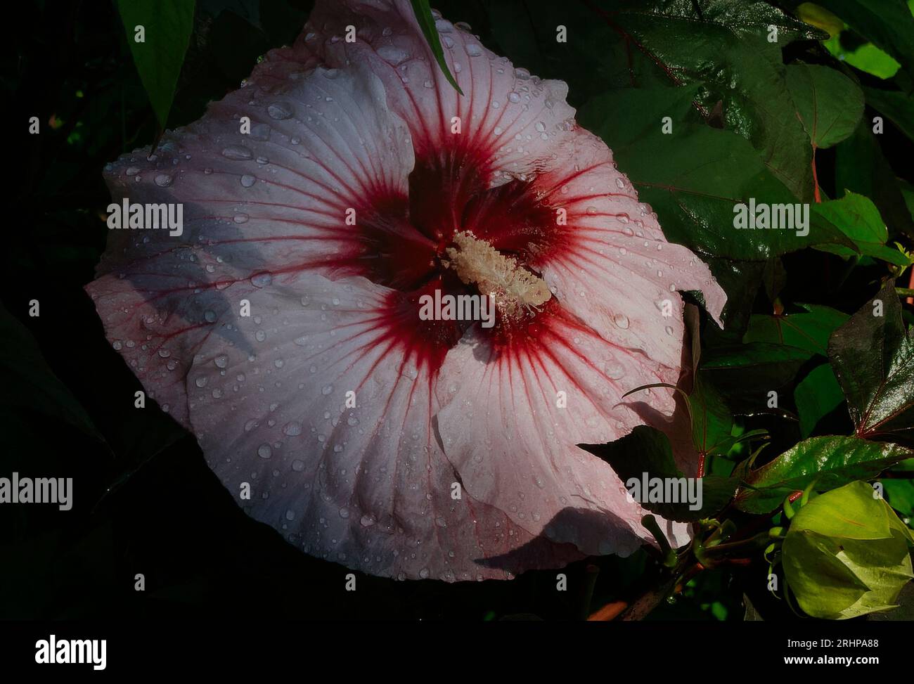 Hibiscus giant hi-res stock photography and images - Alamy