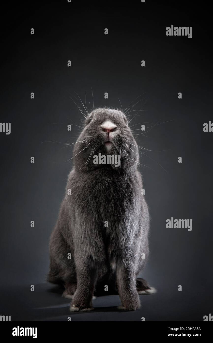 Rabbit noses hi-res stock photography and images - Alamy