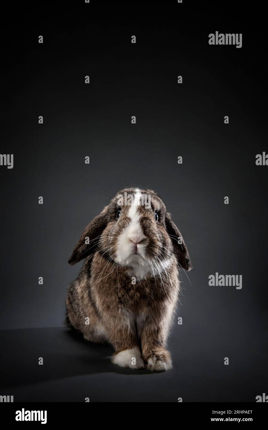 Surprised rabbit hi-res stock photography and images - Alamy
