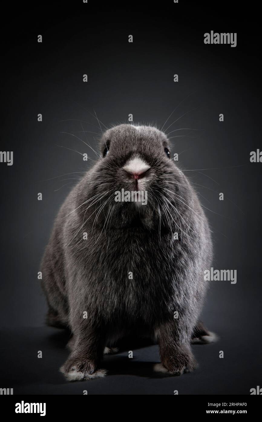 Rabbit noses hi-res stock photography and images - Alamy