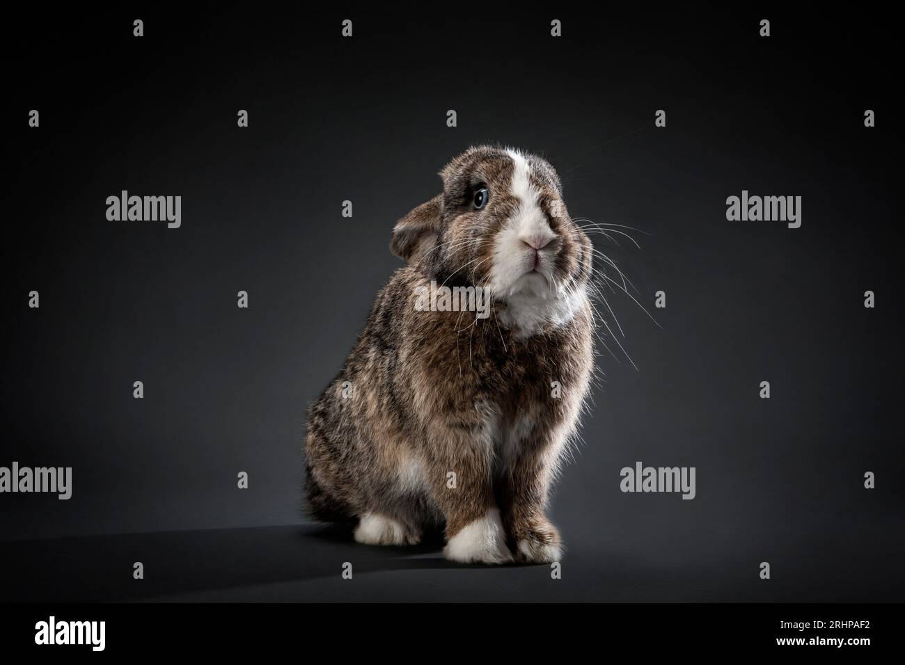 Cute rabbit seated hi-res stock photography and images - Alamy
