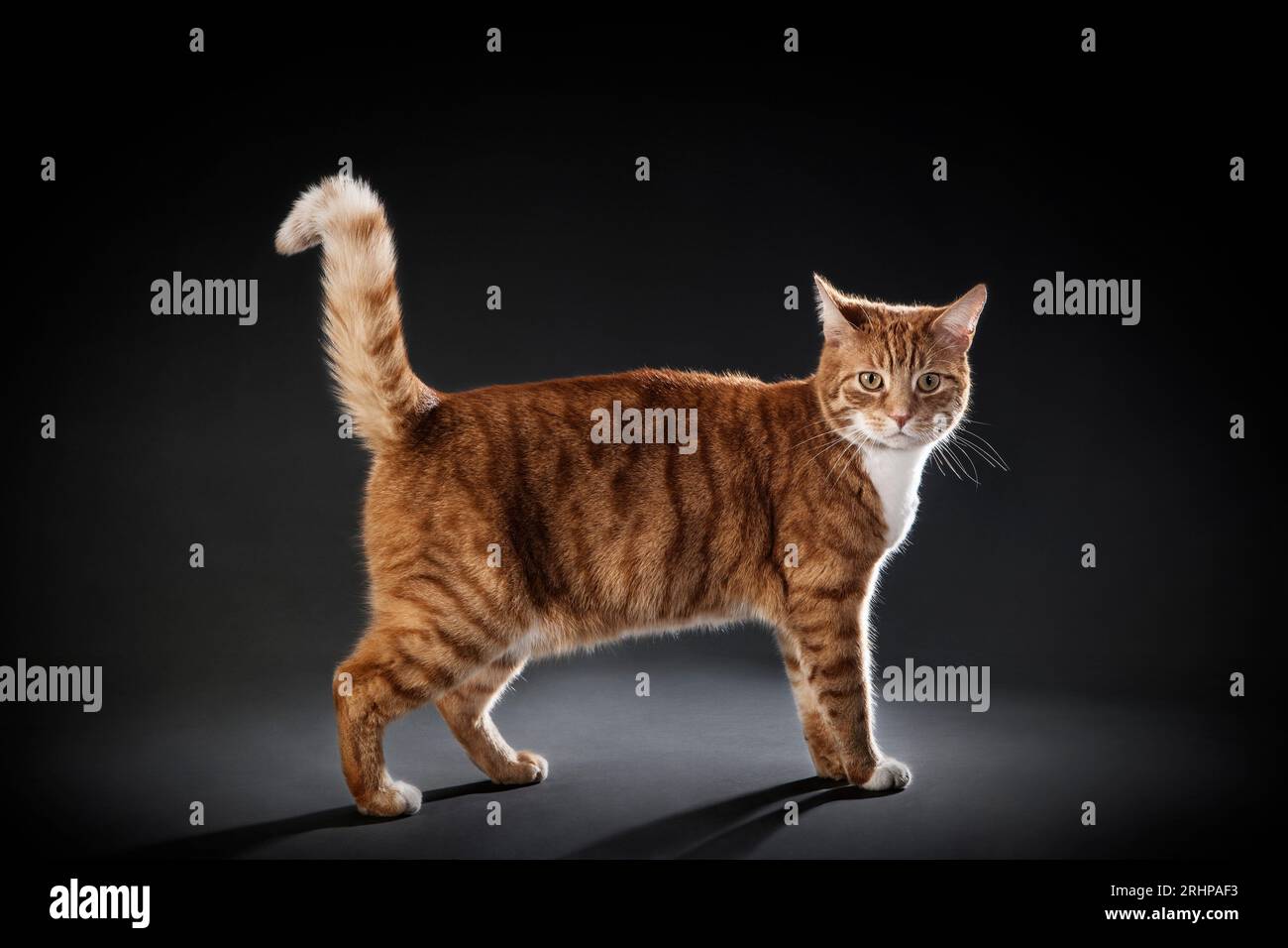 Full length studio portraits hi-res stock photography and images - Alamy