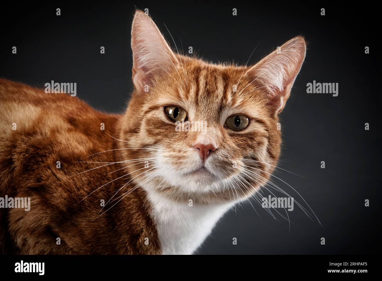 Cat headshot studio hi-res stock photography and images - Alamy