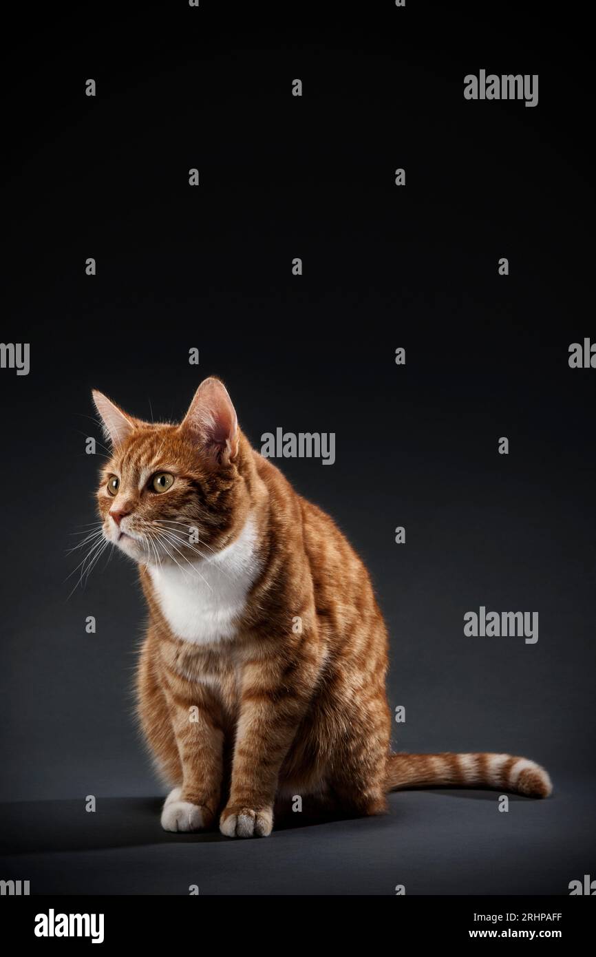 Full length studio portraits hi-res stock photography and images - Alamy