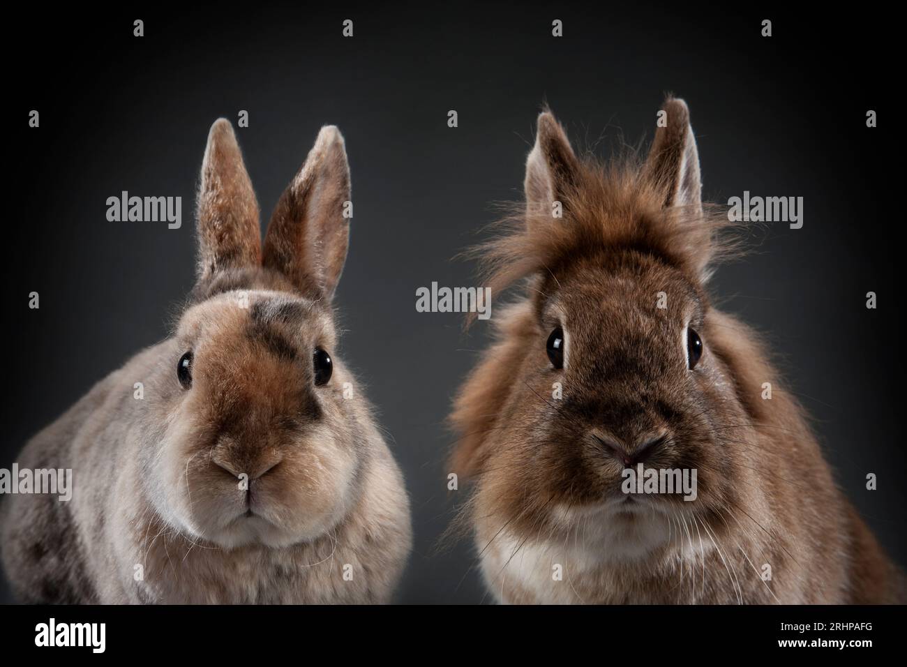 Double portrait rabbit Stock Photo - Alamy