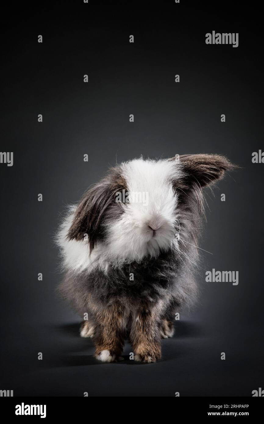 Wind swept hair hi-res stock photography and images - Alamy