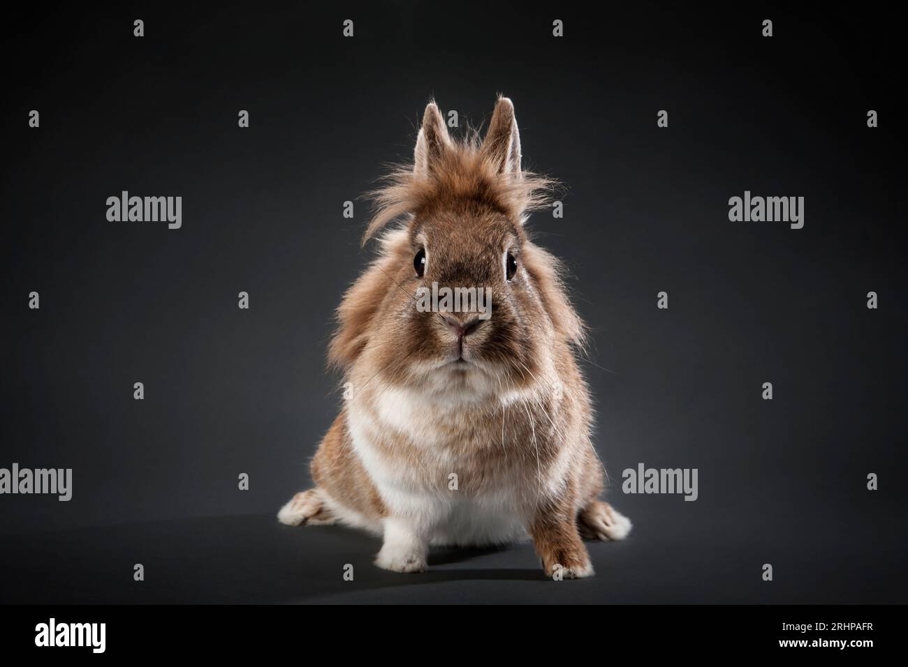 Frontal front low view hi-res stock photography and images - Alamy