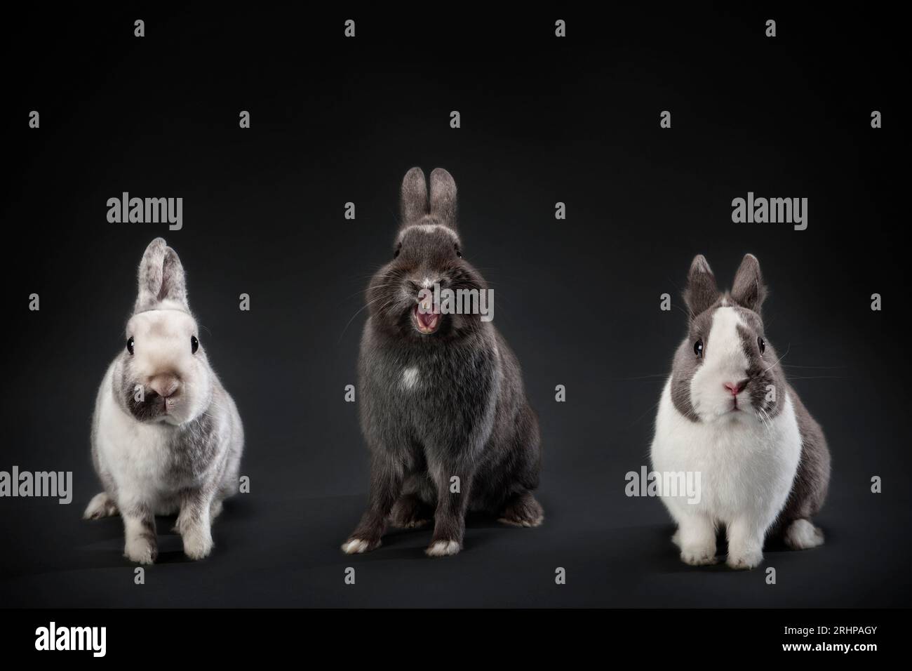 Rabbits defense hi-res stock photography and images - Alamy