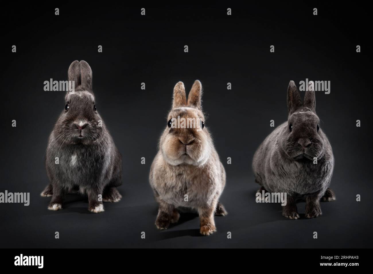 Rabbits defense hi-res stock photography and images - Alamy