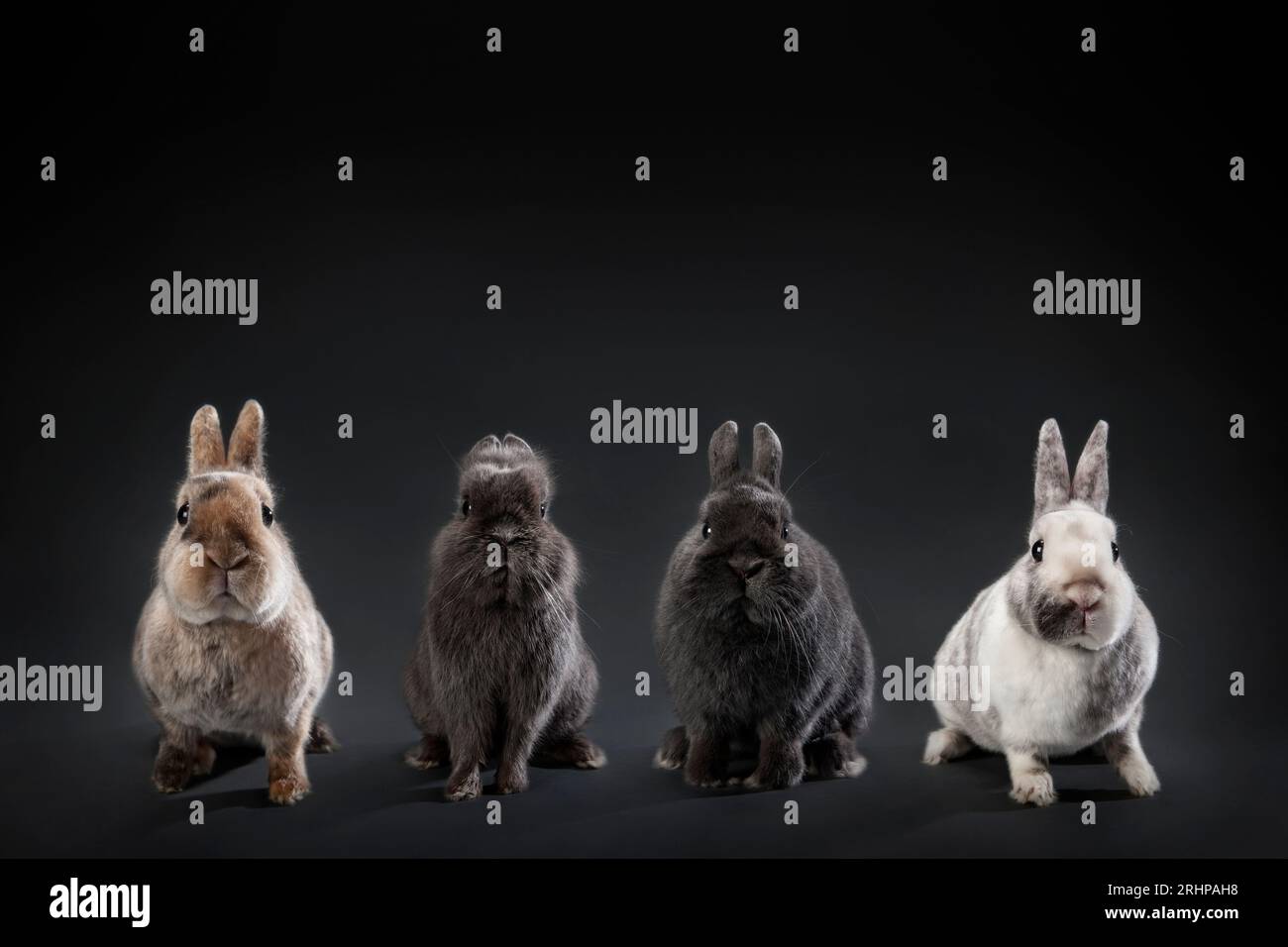 Four different rabbits hi-res stock photography and images - Alamy