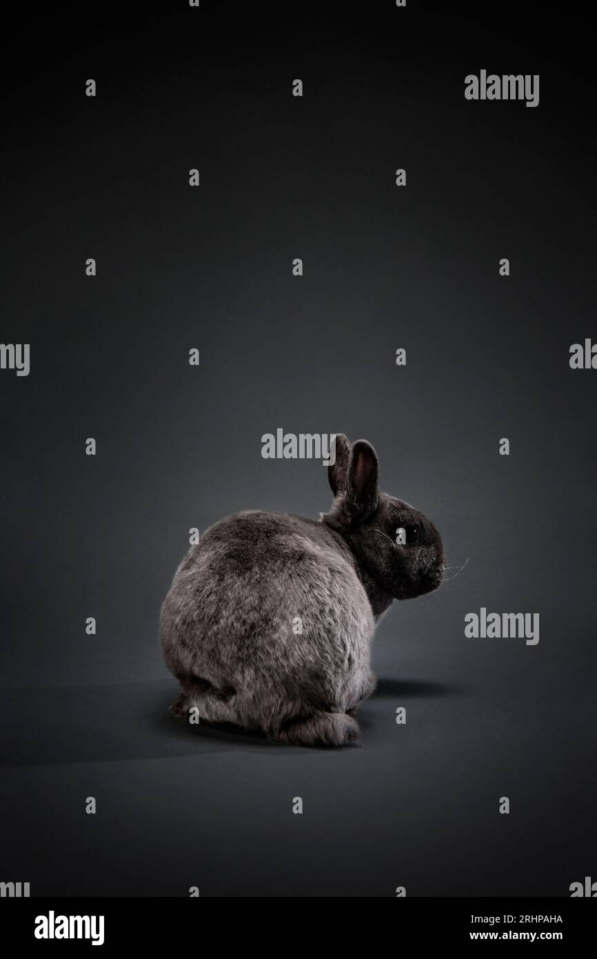 Rabbit rear view hi-res stock photography and images - Alamy