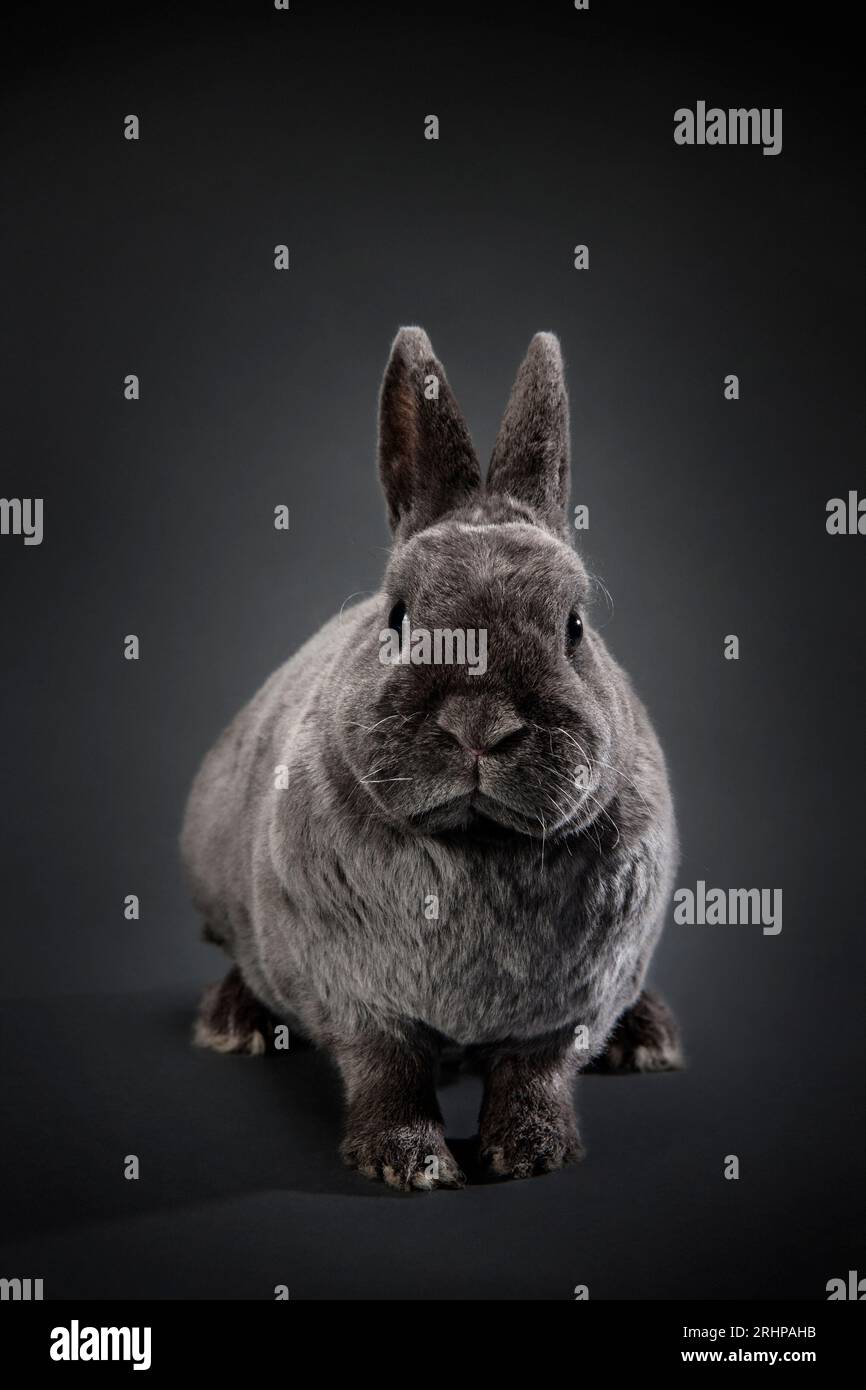 Grumpy rabbit hi-res stock photography and images - Alamy