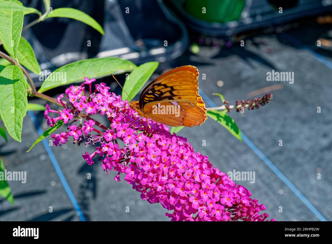 A flowering vibrant magenta color butterfly plant with little clusters ...