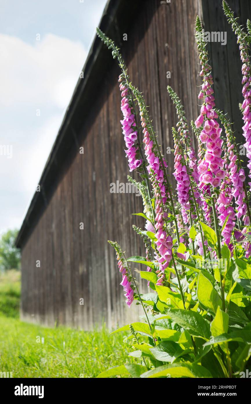 Thimble in front of barn Stock Photo - Alamy