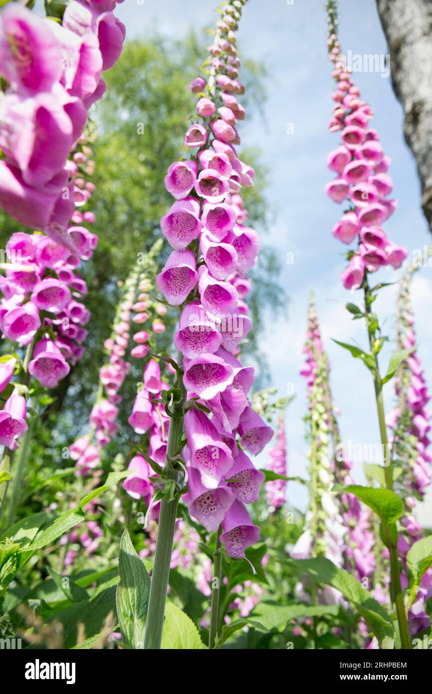 Low focal point hi-res stock photography and images - Alamy