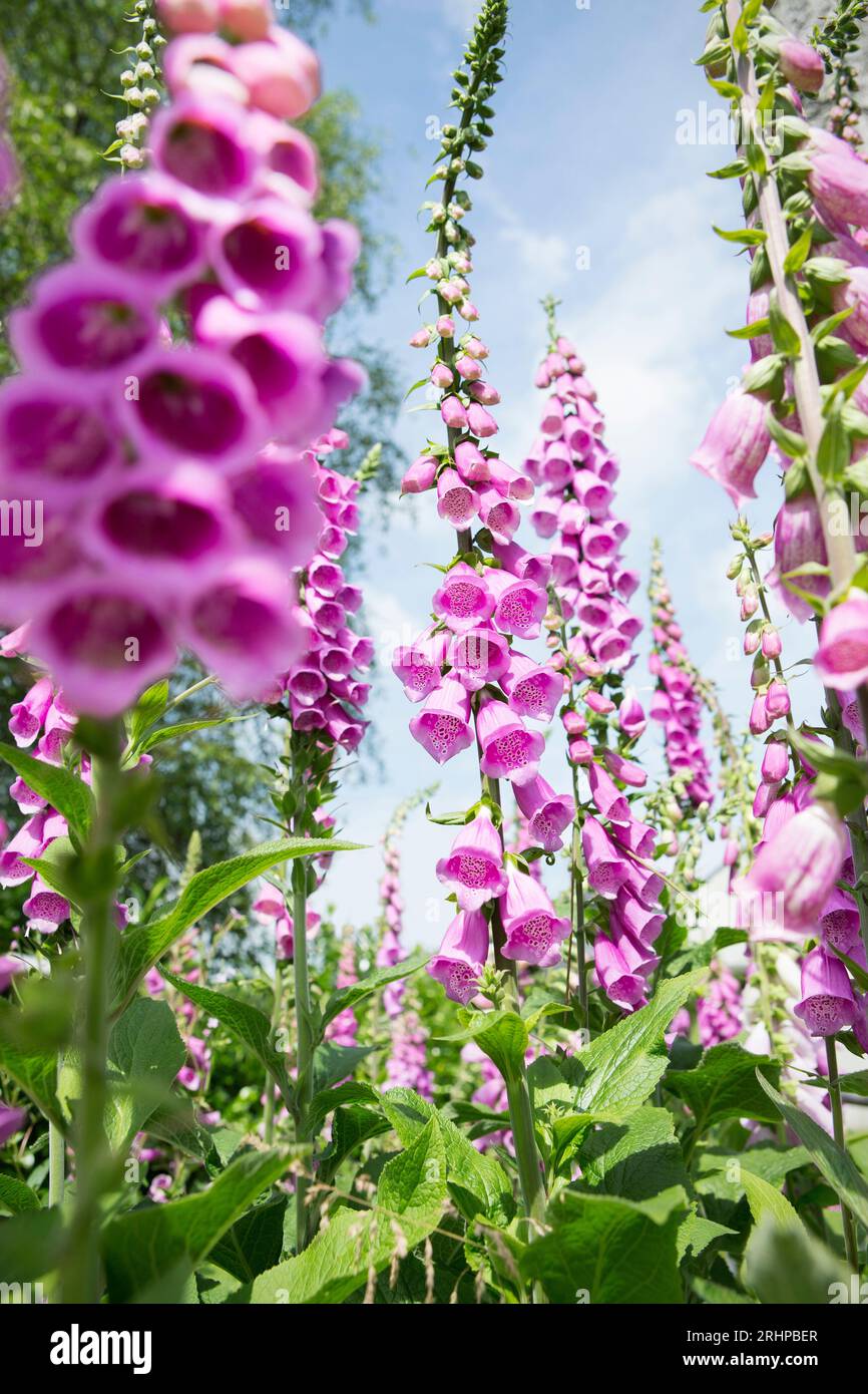 Low focal point hi-res stock photography and images - Alamy