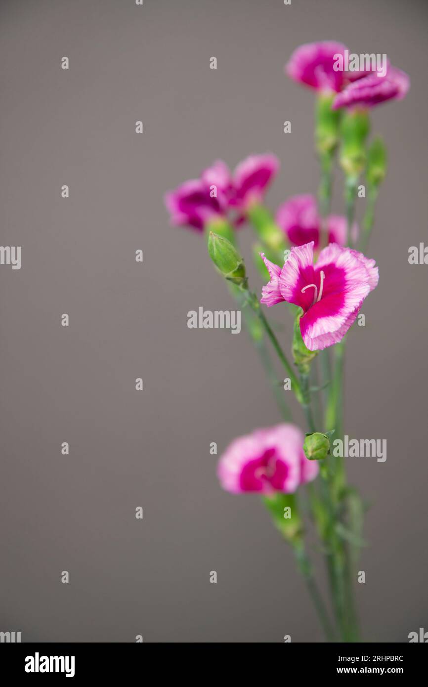 Soft pink carnation petals hi-res stock photography and images - Alamy
