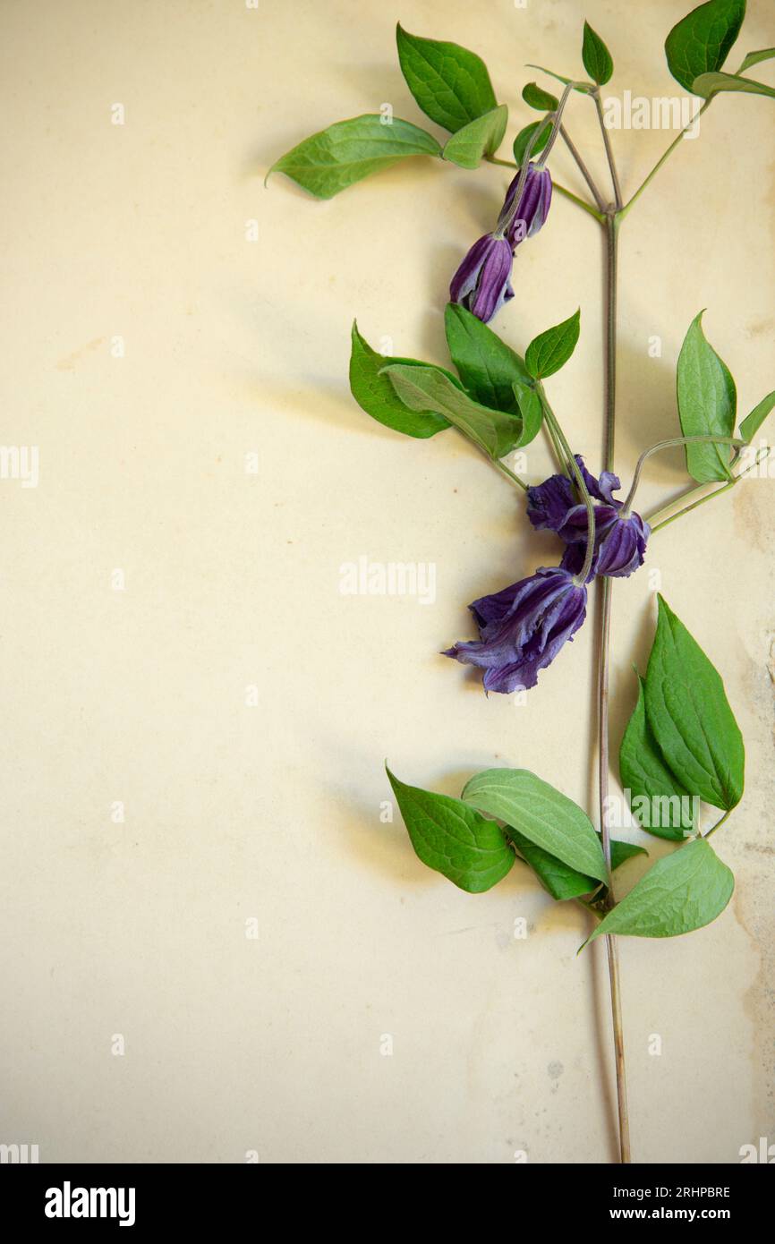 Withered lilac flower hi-res stock photography and images - Alamy